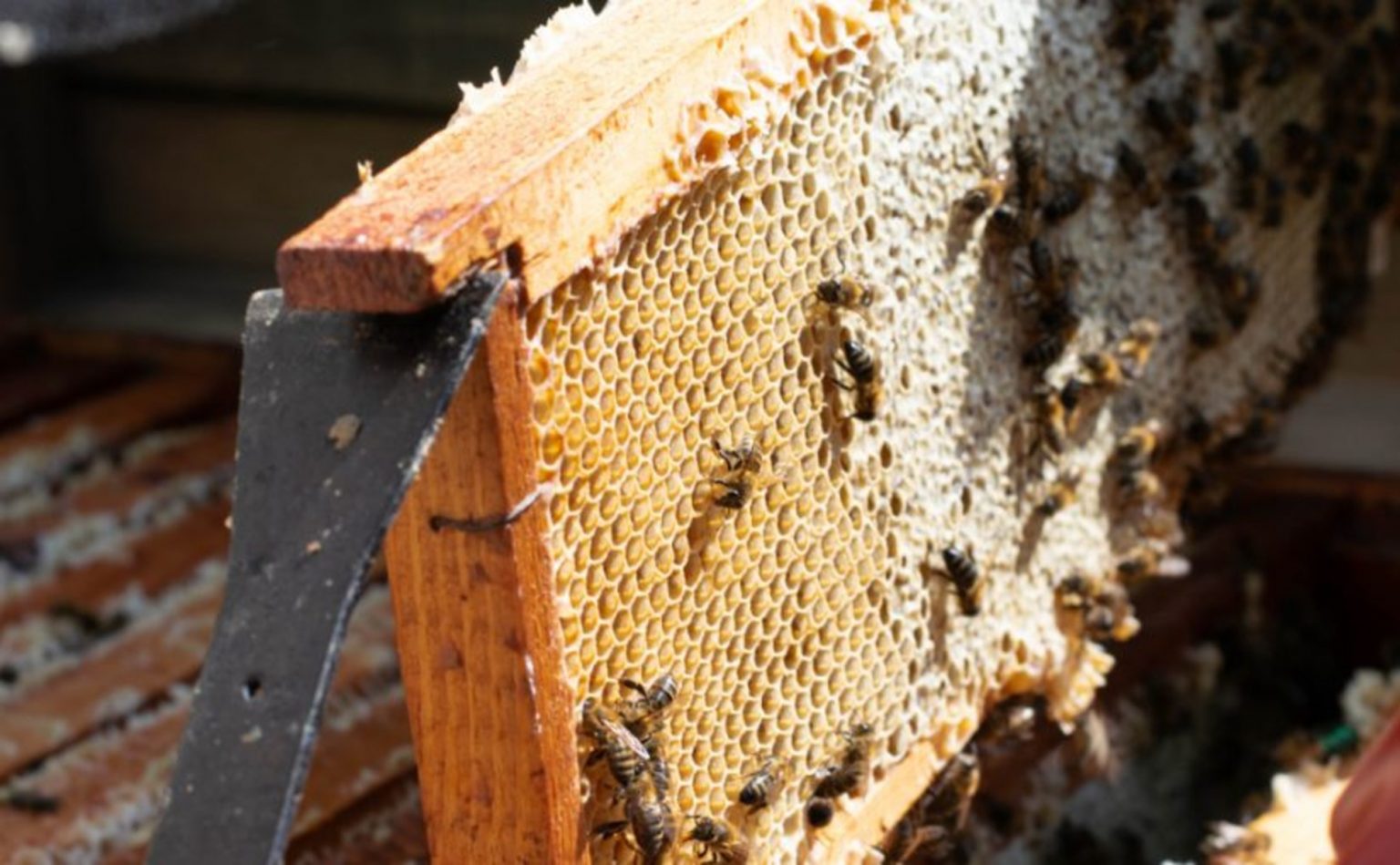 LIST: Common Beekeeping Terms You Should Know - Backyard Beekeeping